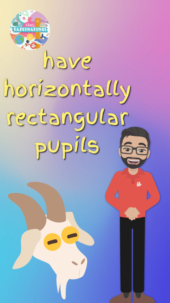 Why Do Goats Have Rectangular Eyes? - That's Fascinating!